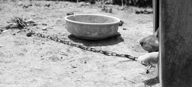 Chained Dogs in the Korean Countryside - Chincha